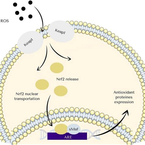 A Schematic Representation The Nrf2 Mediated Antioxidant Proteins Download Scientific Diagram