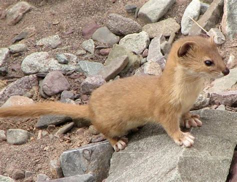Japanese Weasel Facts At Gabrielle Sutherland Blog