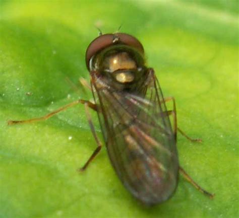 Hoverflies Of Adur 2006
