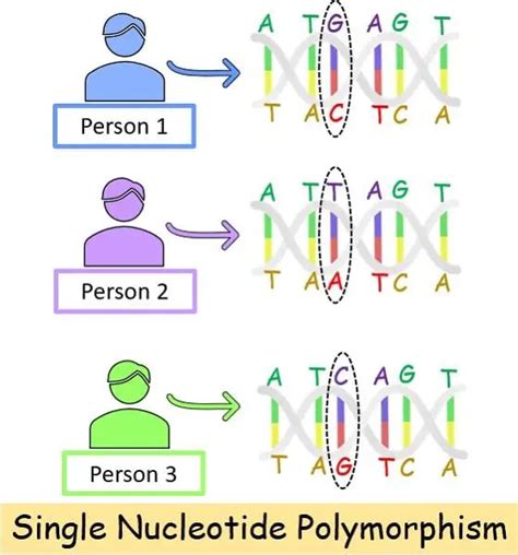 Difference Between SNP And Mutation With Comparison Chart Bio Differences