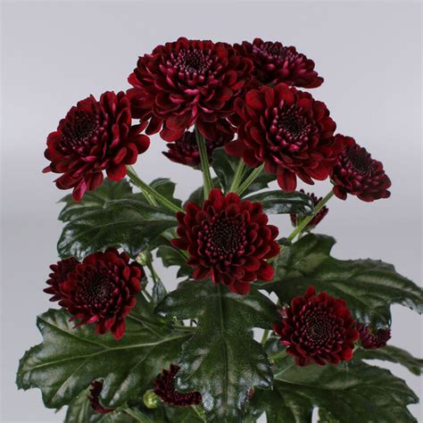 Jinda Red - Just Chrys