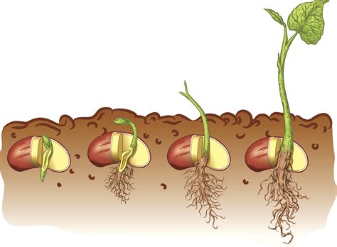 Bean Life Cycle Information