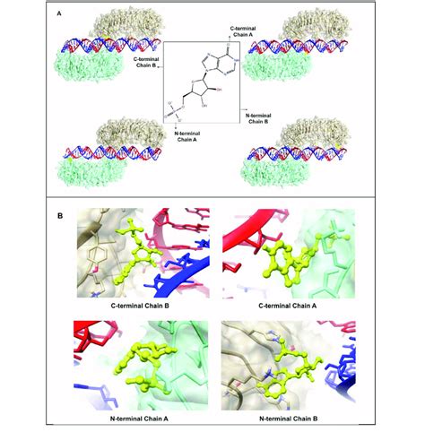 The Four Critical Locations On Tlr3 Dsrna Complex Where Tlr3 Agonist Download Scientific