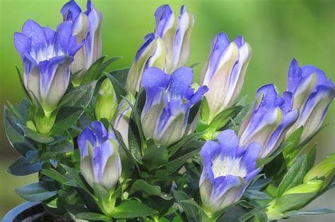 Купить семена Горечавка Gentiana (Лекарство царя Гентия) Blauer Diamant ...