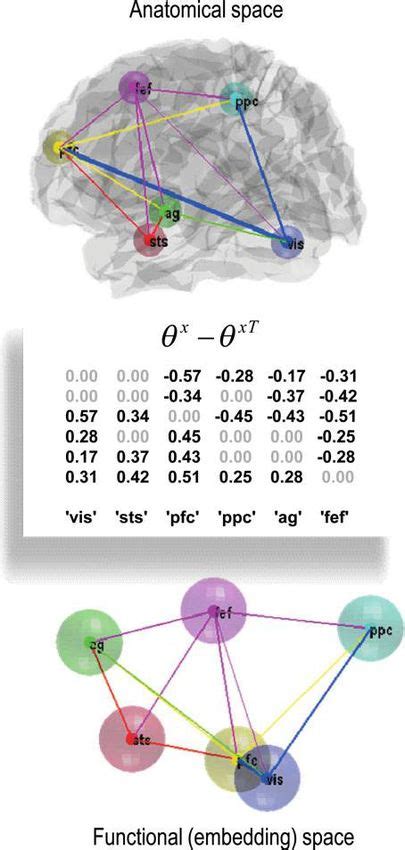 Functional And Effective Connectivity A Review Translational