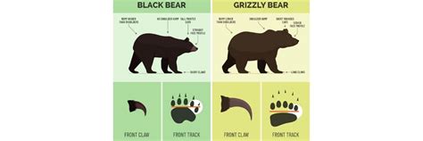 Polar Bear Vs Black Bear