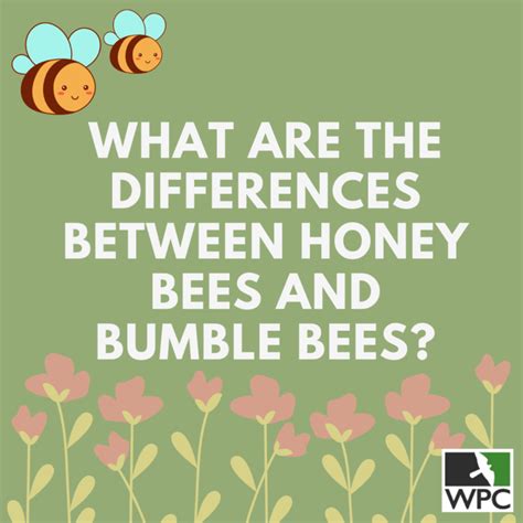 What Are The Differences Between Honey Bees And Bumble Bees Wildlife Preservation Canada Blog