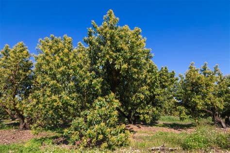 Avocado Farm Stock Photos, Pictures & Royalty-Free Images - iStock