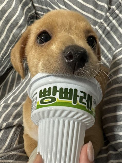 최근에 본 가장 기분 좋은 짤 보여줌 유머 움짤 이슈 에펨코리아