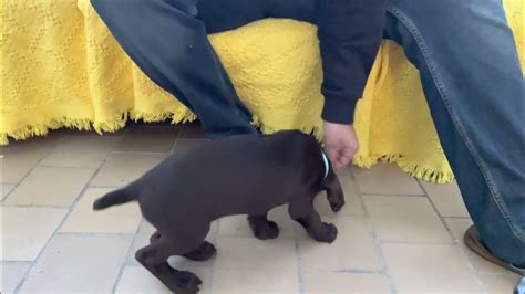 Lana The Pudelpointer Pt4 Loading The Clicker Youtube