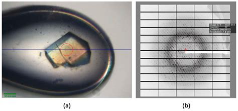 Predicting X Ray Diffraction Quality Of Protein Crystals Using A Deep