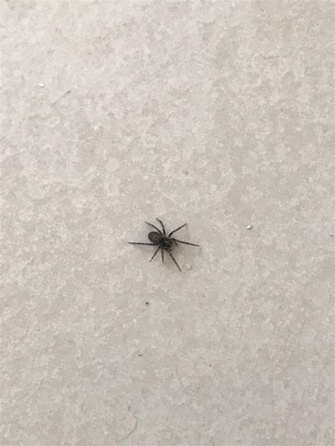 Can Anyone Id This Spider Nsw Australia Rspiders