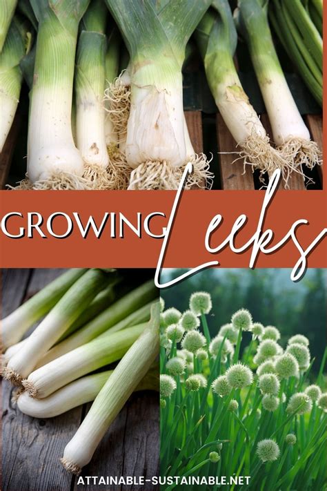 Growing Leeks