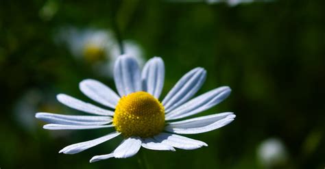 봄철 흰 데이지 꽃의 클로즈업 · 무료 스톡 사진