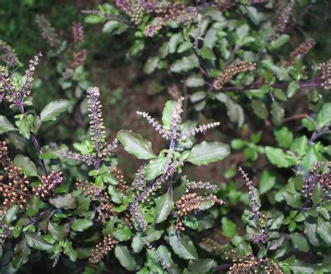 Tulsi Care In Winter सर्दी में तुलसी का ऐसे करें बचाव पौधा सदैव रहेगा हरा भरा Tulsi Plant