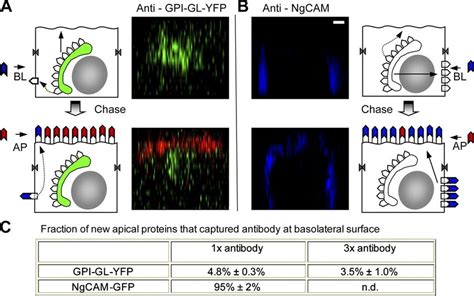 Quantification Of Gpi Gl Yfp And Ngcam Gfp Transyctosis A Cells Were