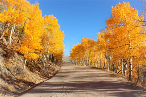Fall Colors In Denver