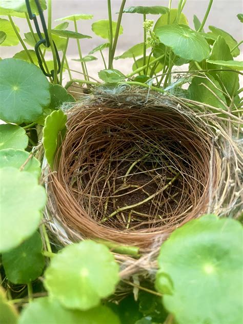 Rajendra Thakur On Linkedin Nature Engineering Inspiration