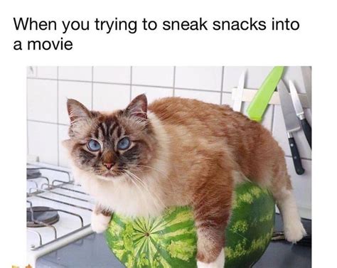 Watermelon Kitty Kittens Cutest Kittens Cat Memes