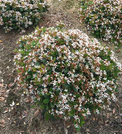 Raphiolepis Indica Clean Sweep™ Snowbank™ Indian Hawthorne From Flowerwood Nursery Inc