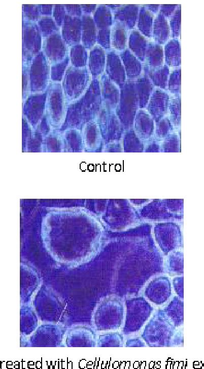 Kytococcus Sedentarius Semantic Scholar