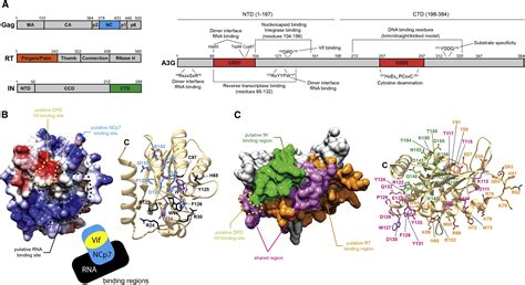 Structure Guided Analysis Of The Human Apobec3 Hiv Restrictome Structure
