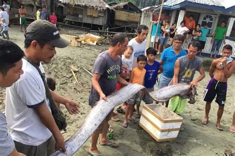 Huge Dead Oarfish Captured In Surigao Kamicomph