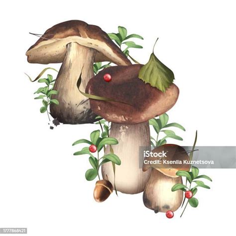 포르치니 크랜베리로 둘러싸인 식용 버섯이 있는 숲 그림입니다 채소와 야생 베리 가을 시즌 수채화 그림입니다 디자인 카드 배경 스티커용 허브에 대한 스톡 벡터 아트 및 기타
