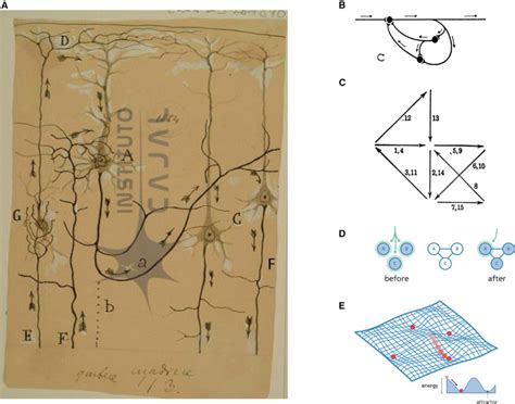 Neuronal Ensembles Building Blocks Of Neural Circuits Neuron