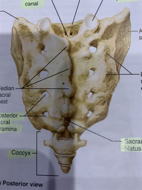 Exercise 9 Axial Skeleton Diagram Quizlet Exercise 9 Axial Skeleton Diagram Quizlet