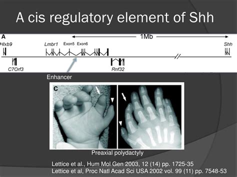 Ppt The Cis Regulatory Elements Powerpoint Presentation Free Download Id1982265