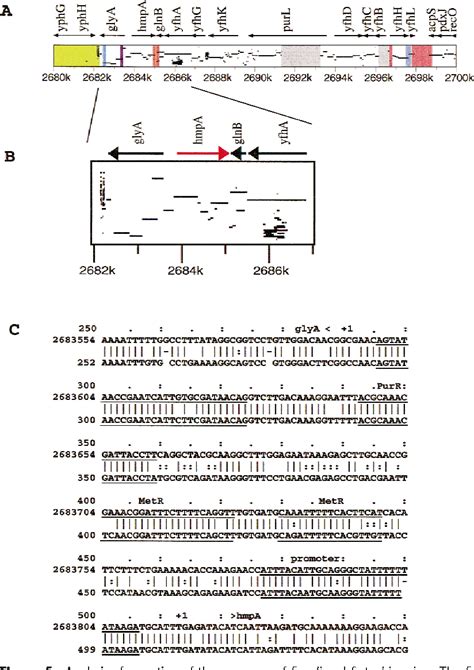 figure 5 from pipmaker a web server for aligning two genomic dna