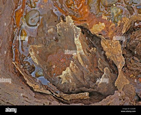 Abstract Part Of Tree Trunk India Stock Photo Alamy