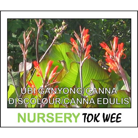 Pokok Ubi Ganyong Merah Red Canna Edulis Red Canna Discolour Shopee Malaysia