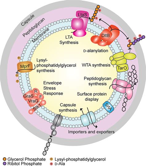 Structure Of Gram Positive Cell Wall Biology Notes Online