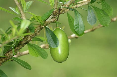 Calbasse Calbasse Martinique Marcofr2002 Flickr