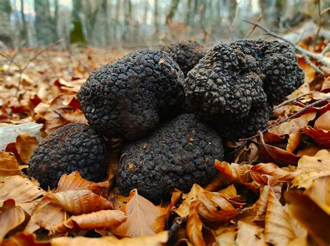 Burgundy Black Truffle Tuber Uncinatum Zagori Truffles