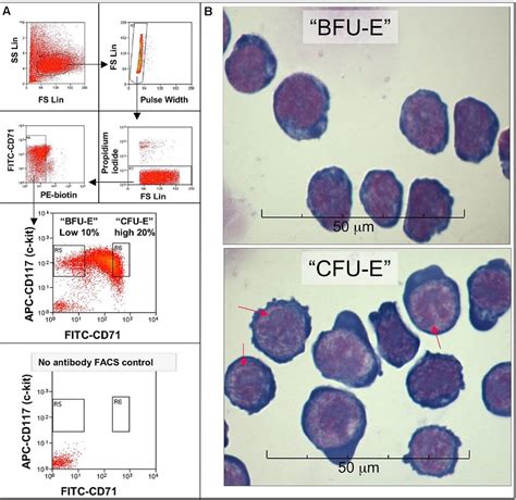 Enrichment Of Bfu E And Cfu E Cells By Flow Cytometric Cell Sorting Download Scientific