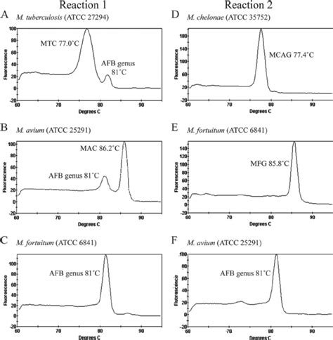 Melting Curve Analysis Of Amplicons Obtained By Multiplex Real Time Download Scientific