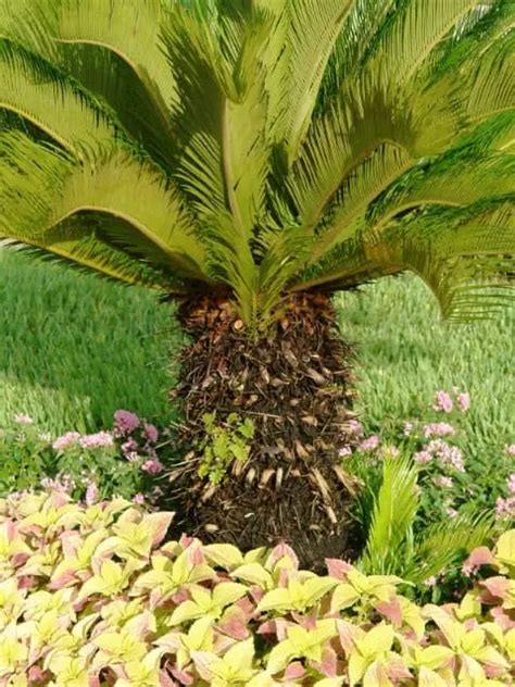 Sago Palm Fertilizer How And When To Fertilize The Garden Style