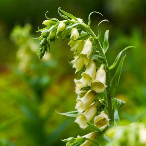 Наперстянка крупноцветковая (Digitalis grandiflora Mill ...