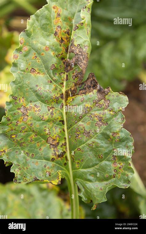 Sugar Beet Beta Vulgaris Crop Leaf Infected With Cercospora Cercospora Beticol Leaf Spot