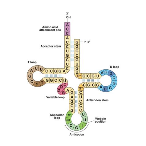 9 Codon Anticodon Principle Royalty Free Photos And Stock Images Shutterstock
