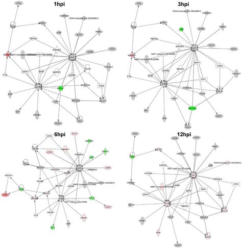 diagram showing the interactions between genes and the temporal