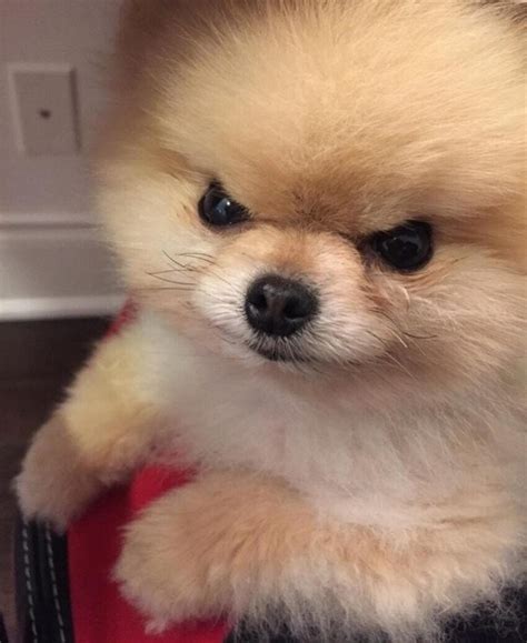 진짜 존나 귀여운짤 ㅋㅋ 유머움짤이슈 에펨코리아