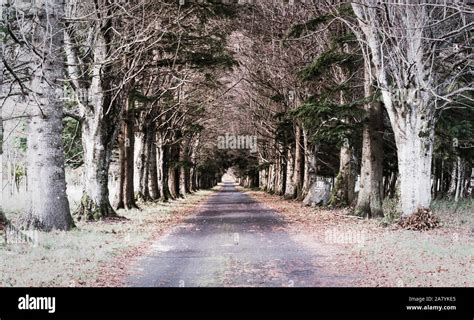 Stunning And Spooky Tree Tunnel Leading To A Mansion In The Woodlands Stock Photo Alamy