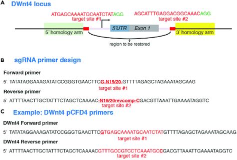 Sgrna Primer Design A Locus Of Dwnt4 Showing Locations Of The Two Download Scientific