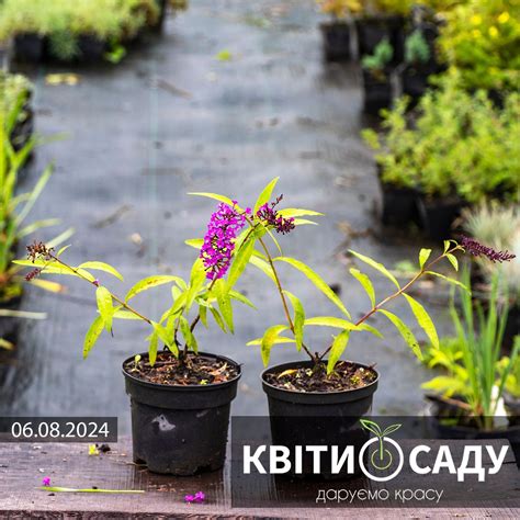 Купити Будлея Давида "Nanho Blue", 1 л. 0190 в інтернет магазині Квіти Саду