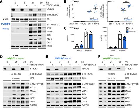 Enterovirus 2apro Cleavage Of The Ythdf M6a Readers Implicates Ythdf3