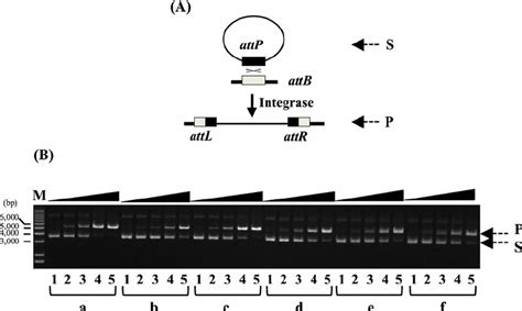 In Vitro Intermolecular Site Specific Recombination By Tg1 Integrase A